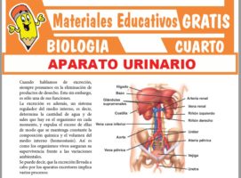 Aparato Urinario para Cuarto Grado de Secundaria ≫ GRATIS
