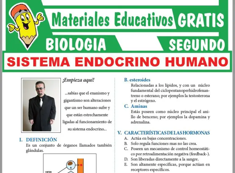 Partes Del Sistema Endocrino Para Segundo Grado De Secundaria