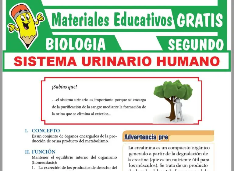 Sistema Urinario Humano para Segundo Grado de Secundaria ≫ GRATIS